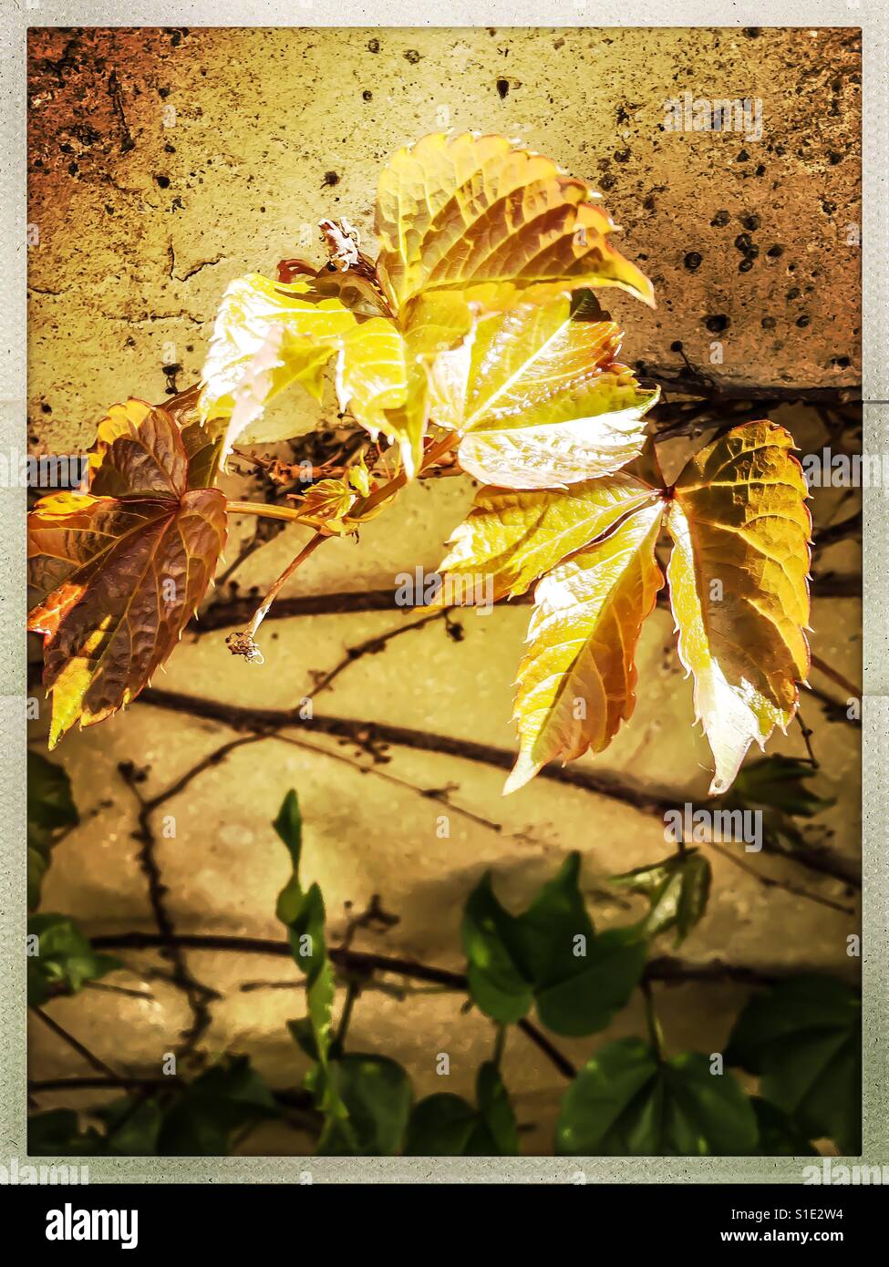 Golden vine hi-res stock photography and images - Alamy