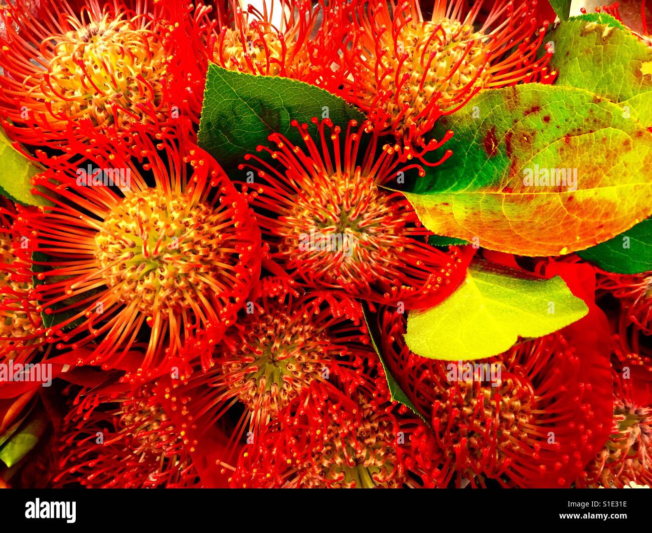 Hooked needles hi-res stock photography and images - Alamy