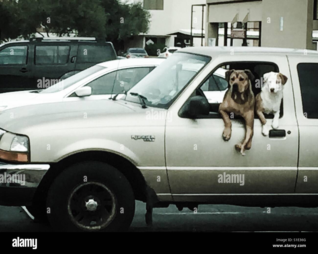 Trucker dogs hi-res stock photography and images - Alamy