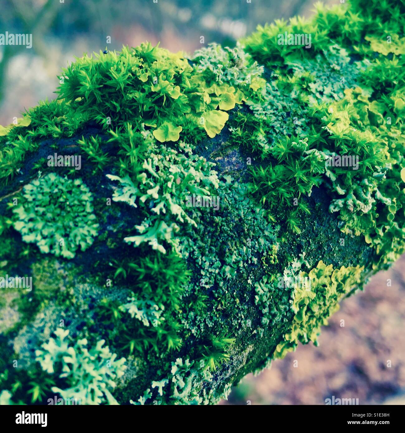 Green nature pattern hi-res stock photography and images - Alamy