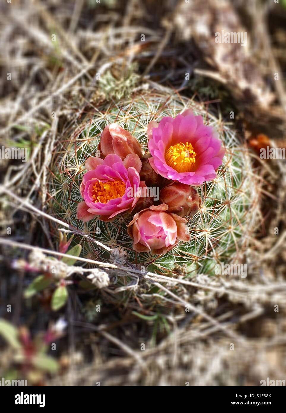 Ball cactus flower hi-res stock photography and images - Alamy