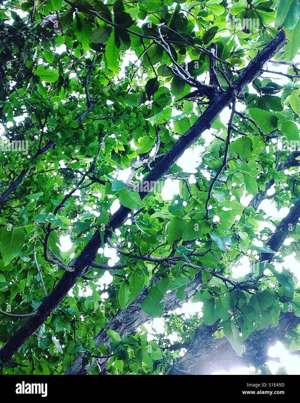 Green leaves trees hi-res stock photography and images - Alamy