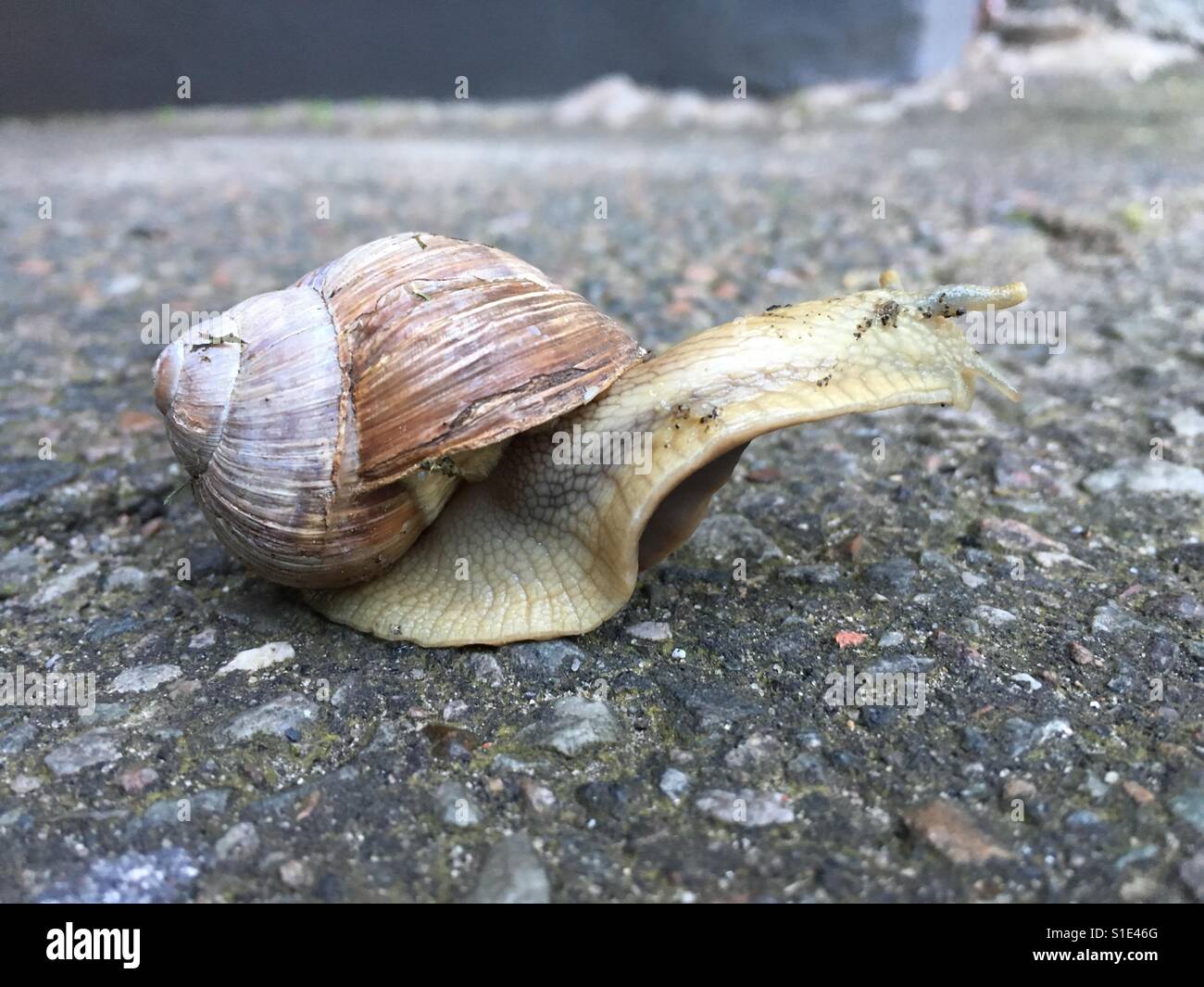 Snail crossing the road Stock Photo - Alamy