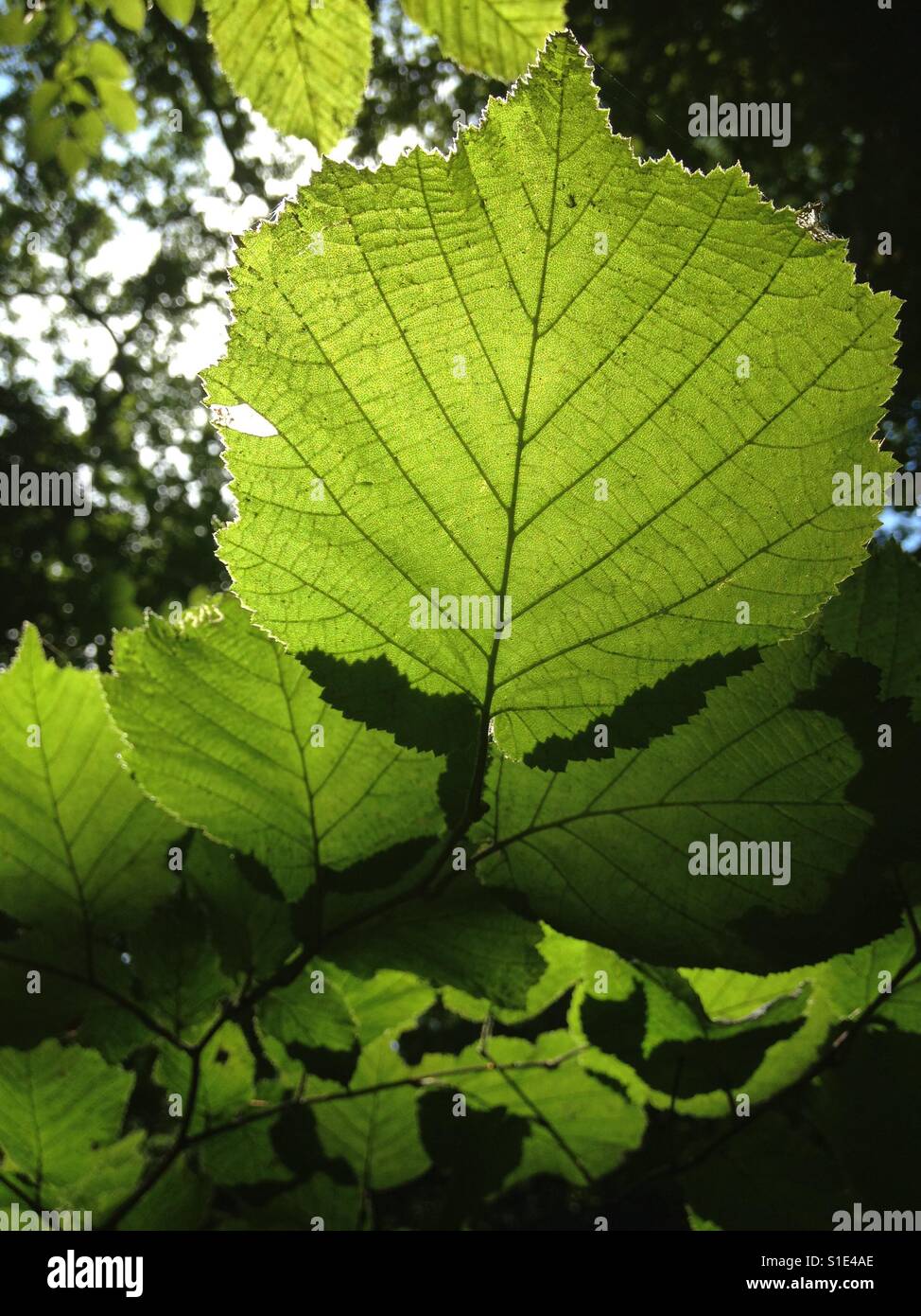 Green leaf in Sunlight Stock Photo - Alamy