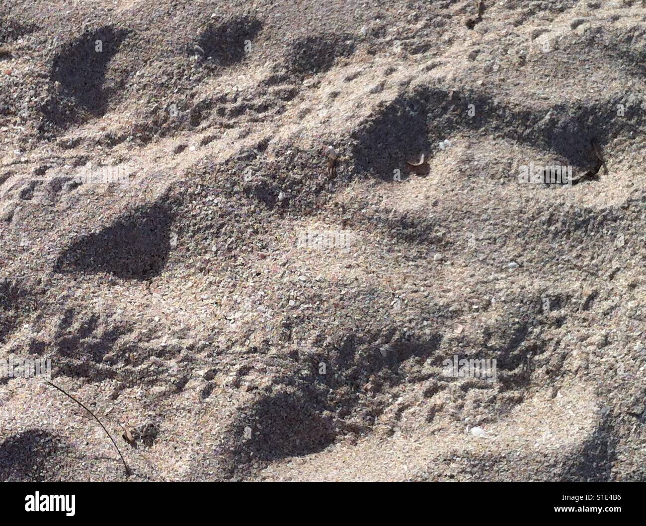 Turtle Tracks High Resolution Stock Photography and Images - Alamy