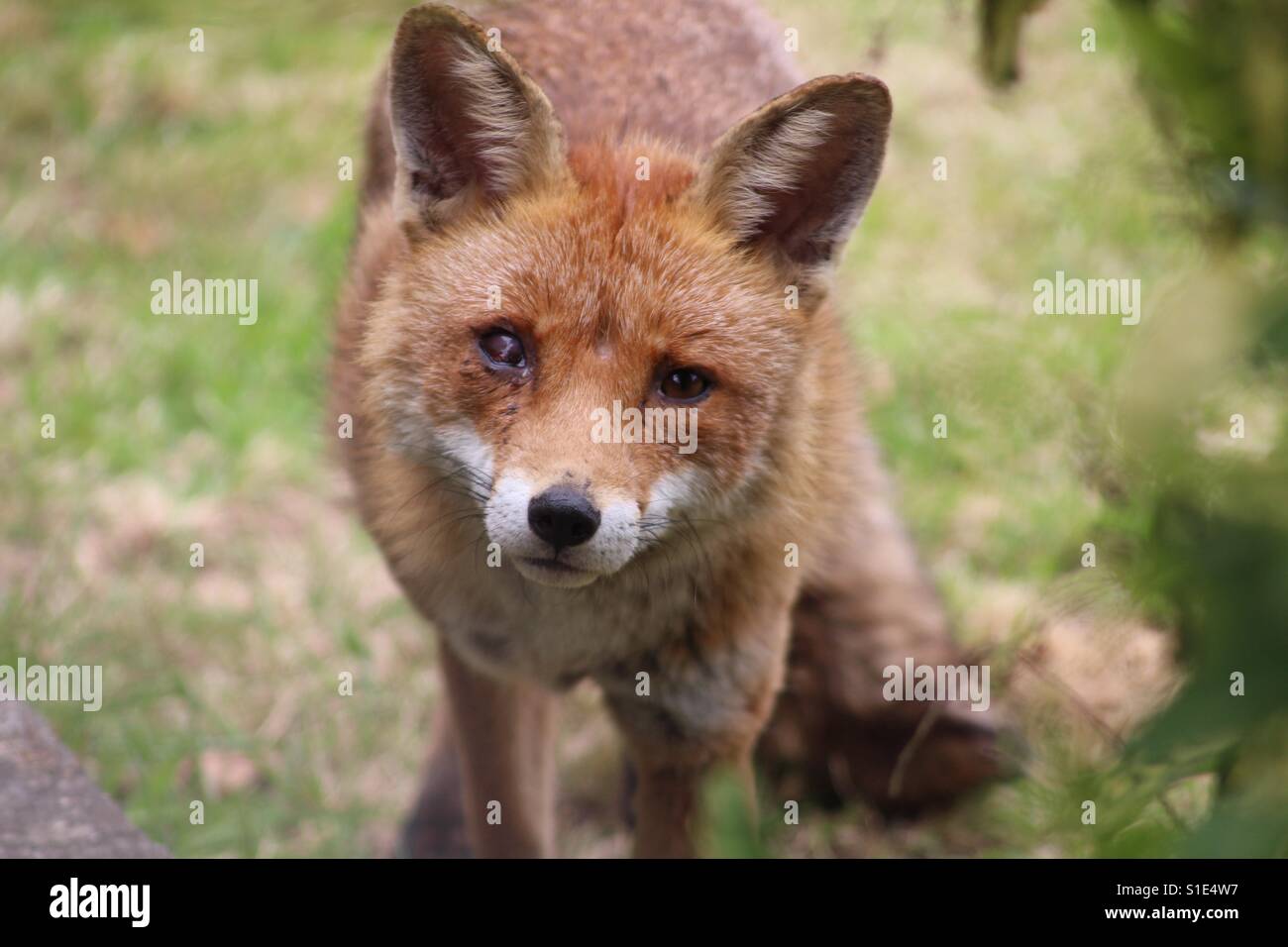 Suburban fox with sad eyes Stock Photo - Alamy
