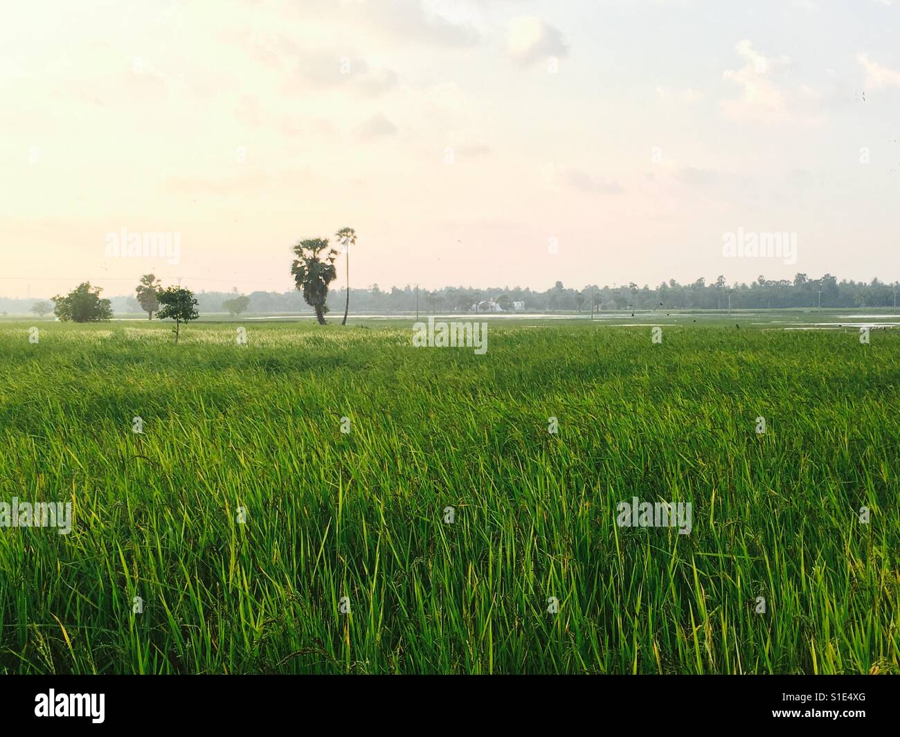 Sri rice farming hi-res stock photography and images - Alamy