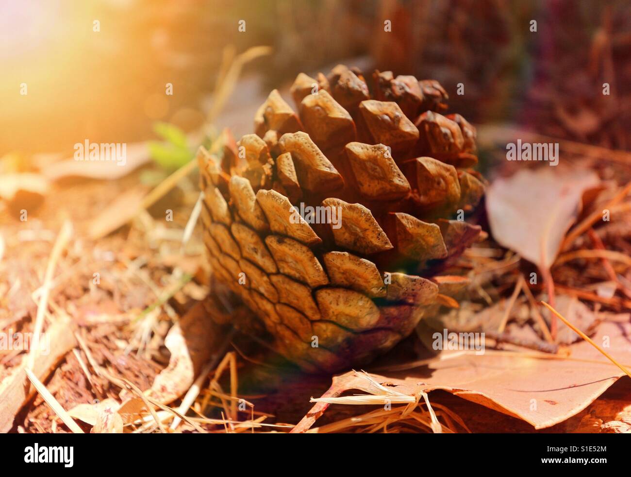 Pine cone forest ground hi-res stock photography and images - Alamy