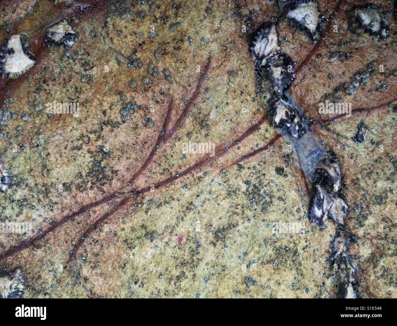 Shells formation hi-res stock photography and images - Alamy