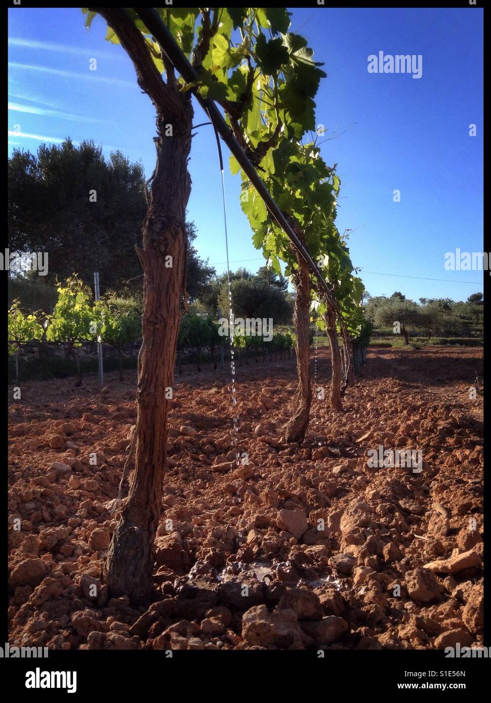 Watering the grape vines hi-res stock photography and images - Alamy
