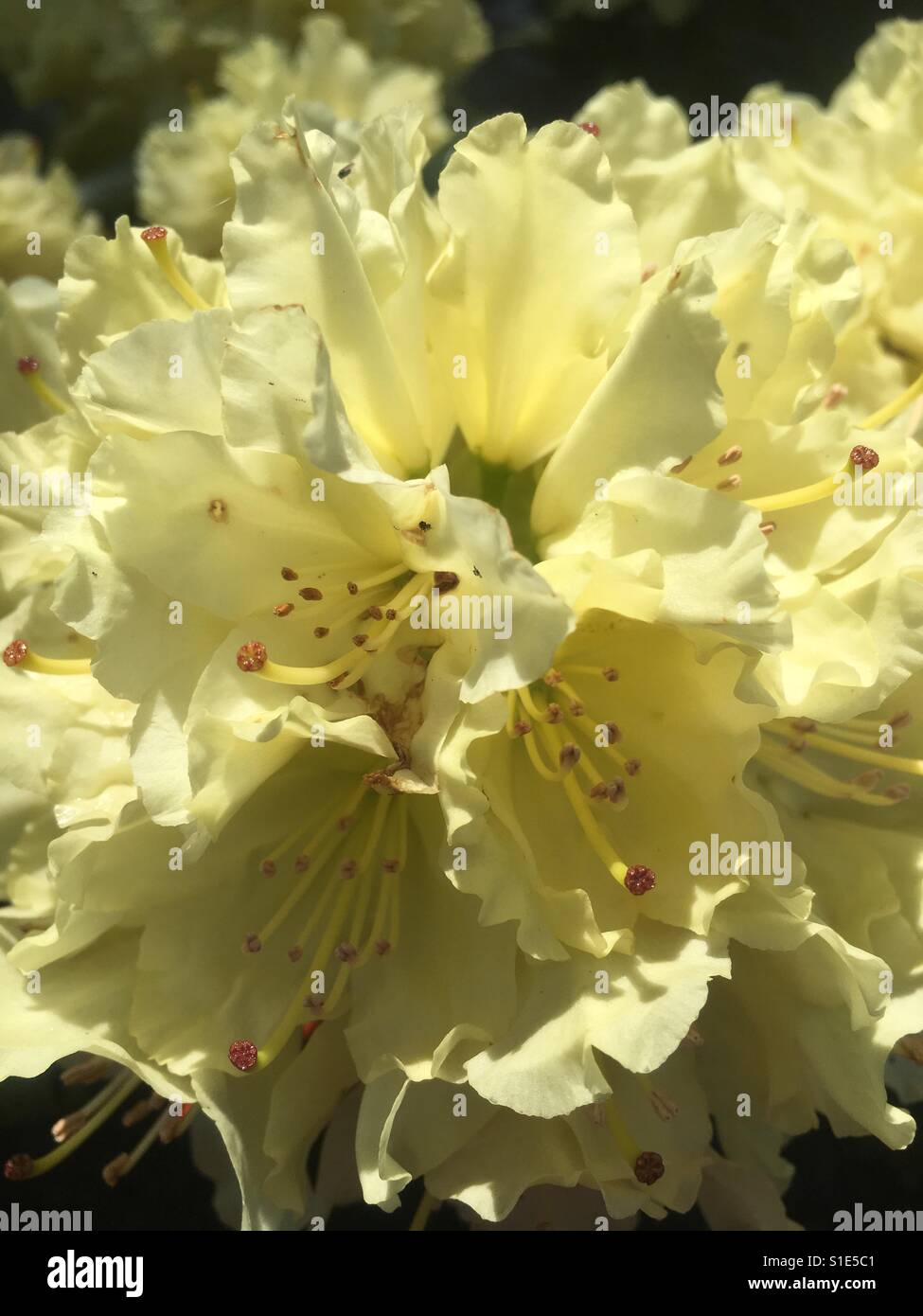 Pretty pale yellow Capistrano Rhododendron Stock Photo - Alamy