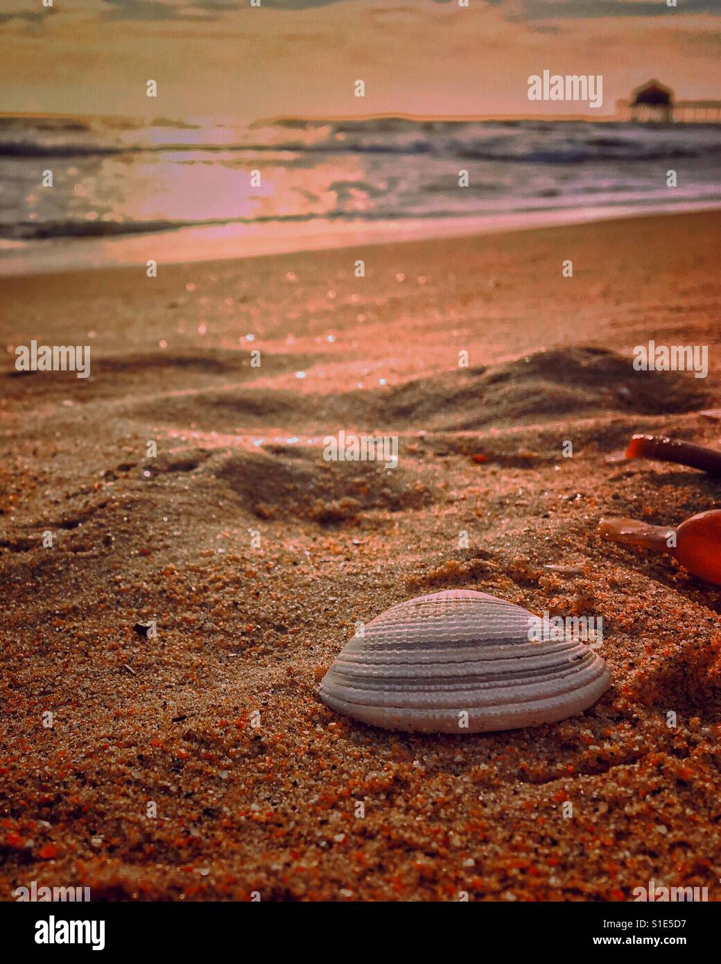 Golden light shining on a seashell on the beach Stock Photo - Alamy