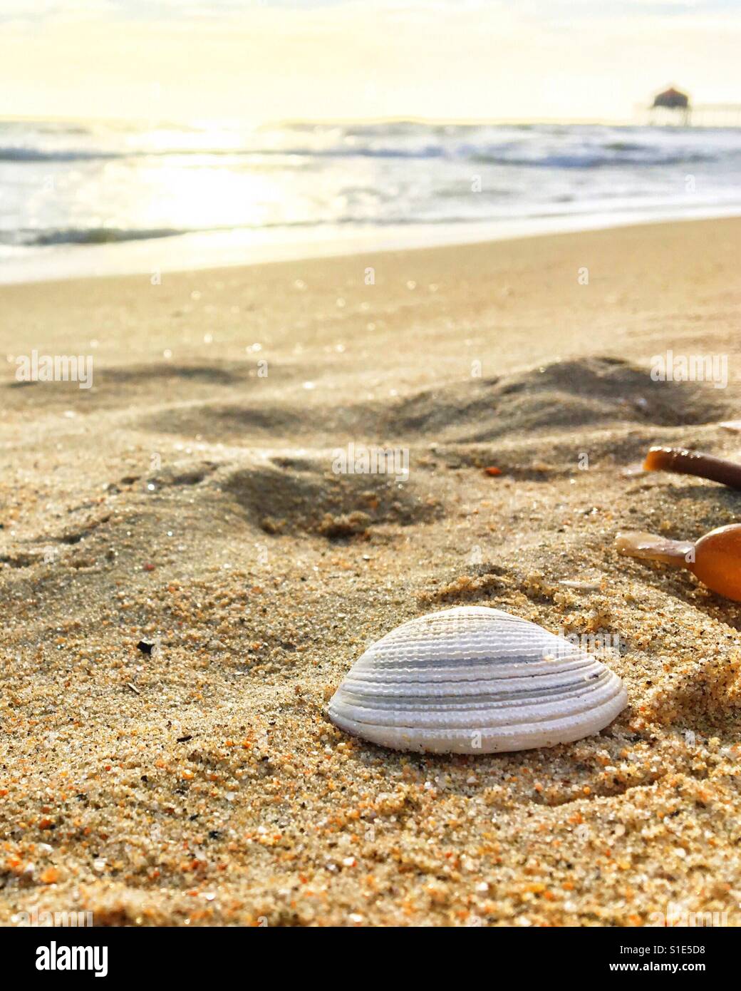 Close up of a white seashell sitting on the sand on a beach Stock Photo ...