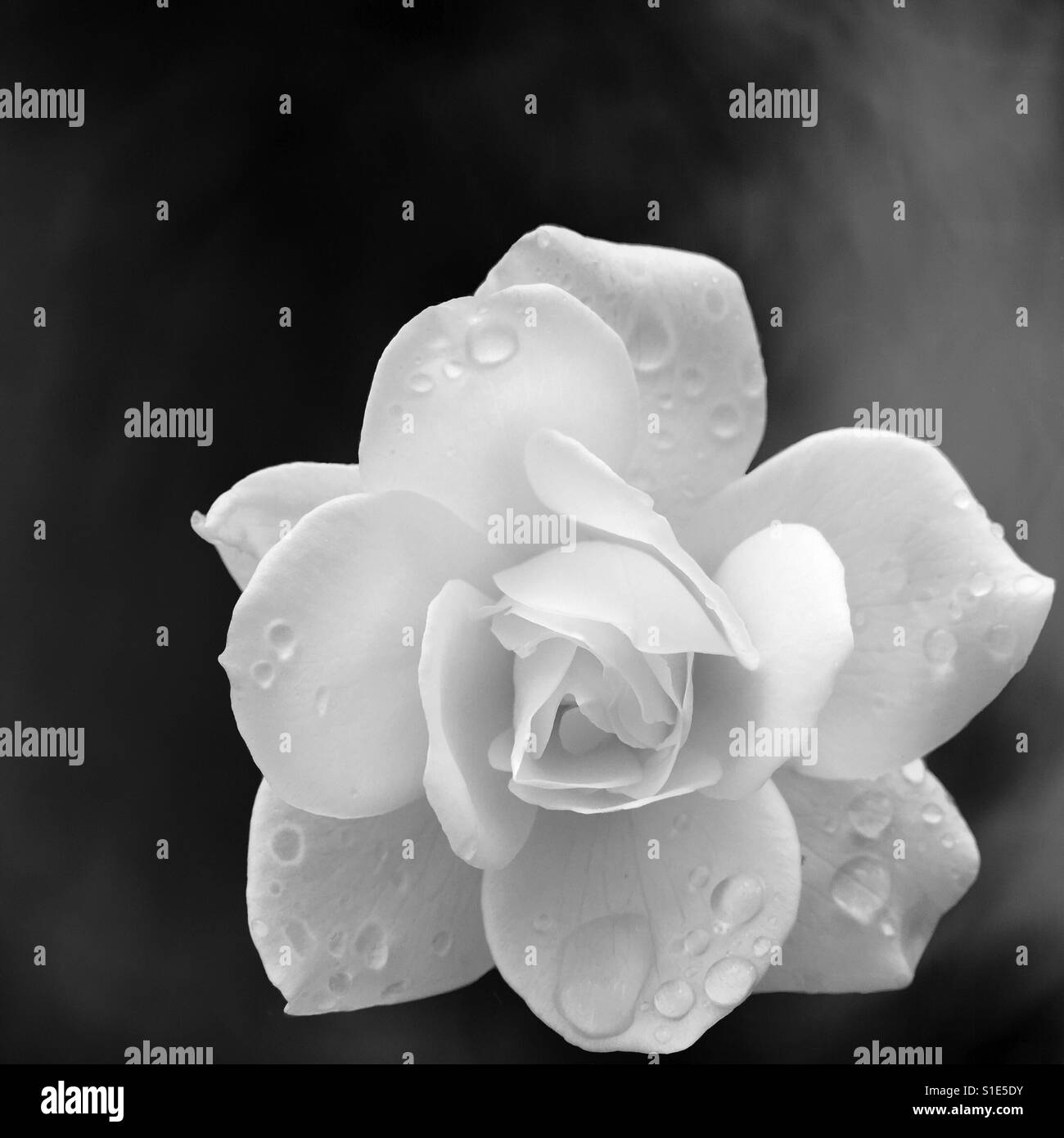 Anthromahe hi-res stock photography and images - Alamy