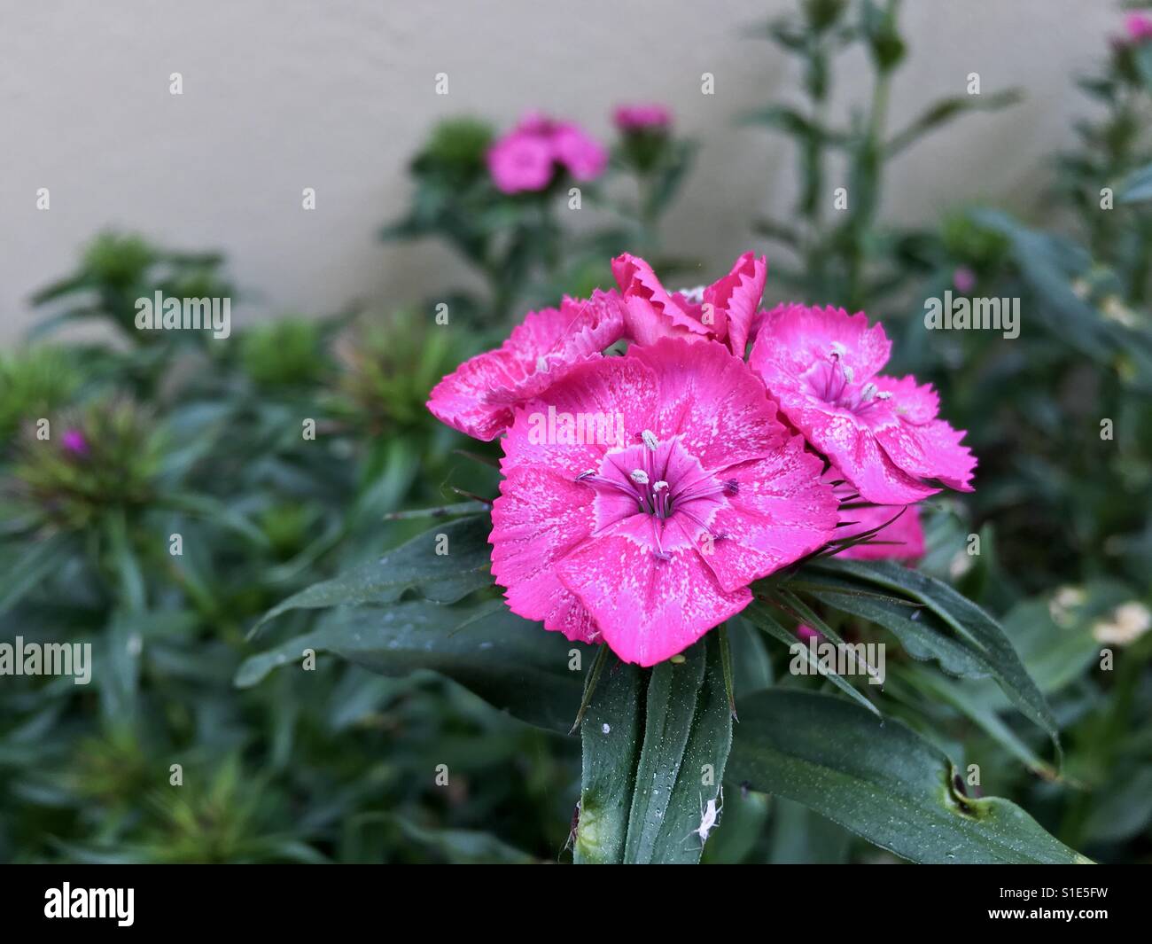 Flower in focus Stock Photo - Alamy