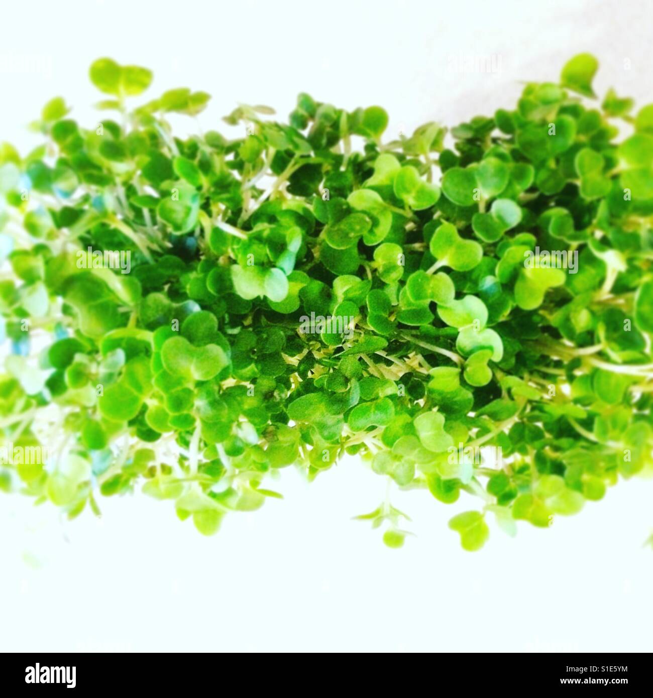 Watercress leaves hi-res stock photography and images - Alamy