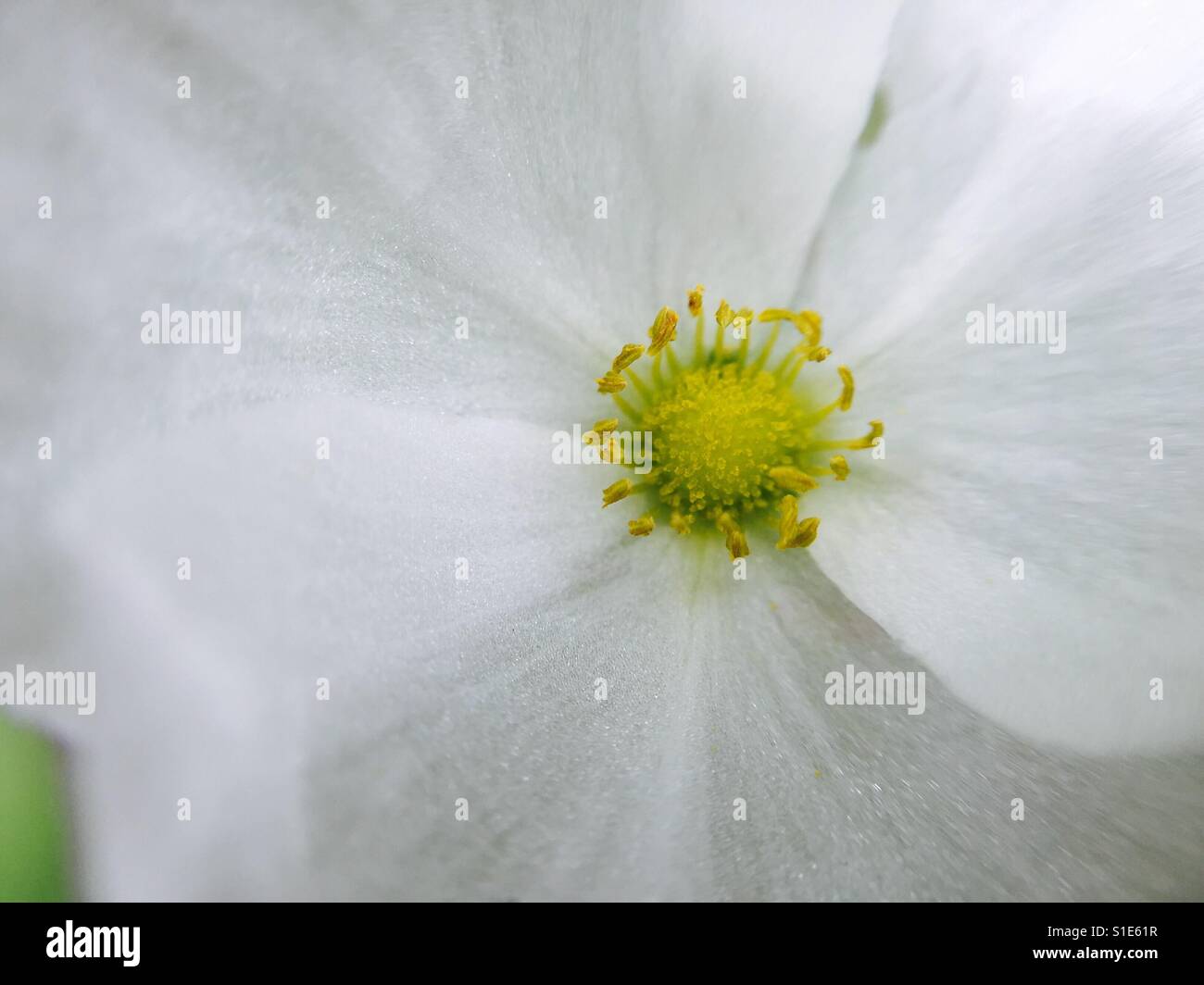 Beautiful white flower Stock Photo - Alamy