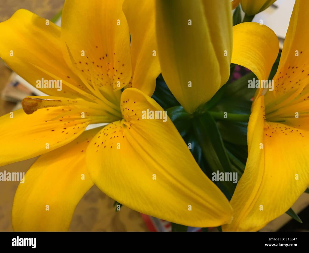 Yellow Tiger Lily High Resolution Stock Photography and Images - Alamy