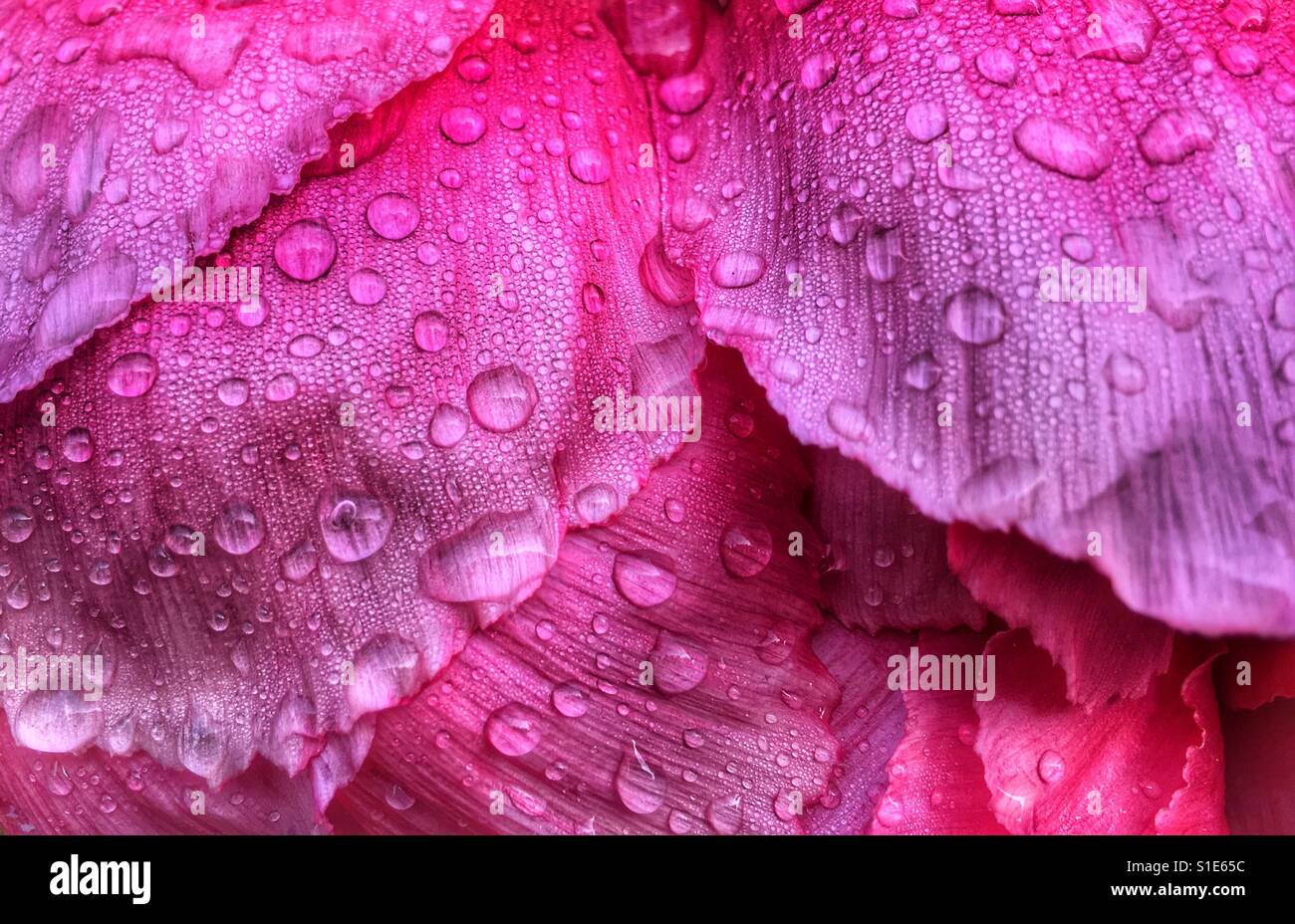 Textured petals hi-res stock photography and images - Alamy