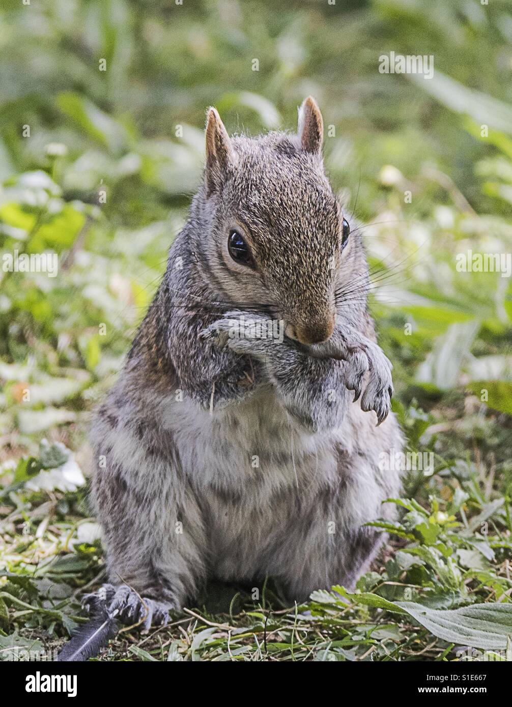 Squirrel Pose High Resolution Stock Photography and Images - Alamy