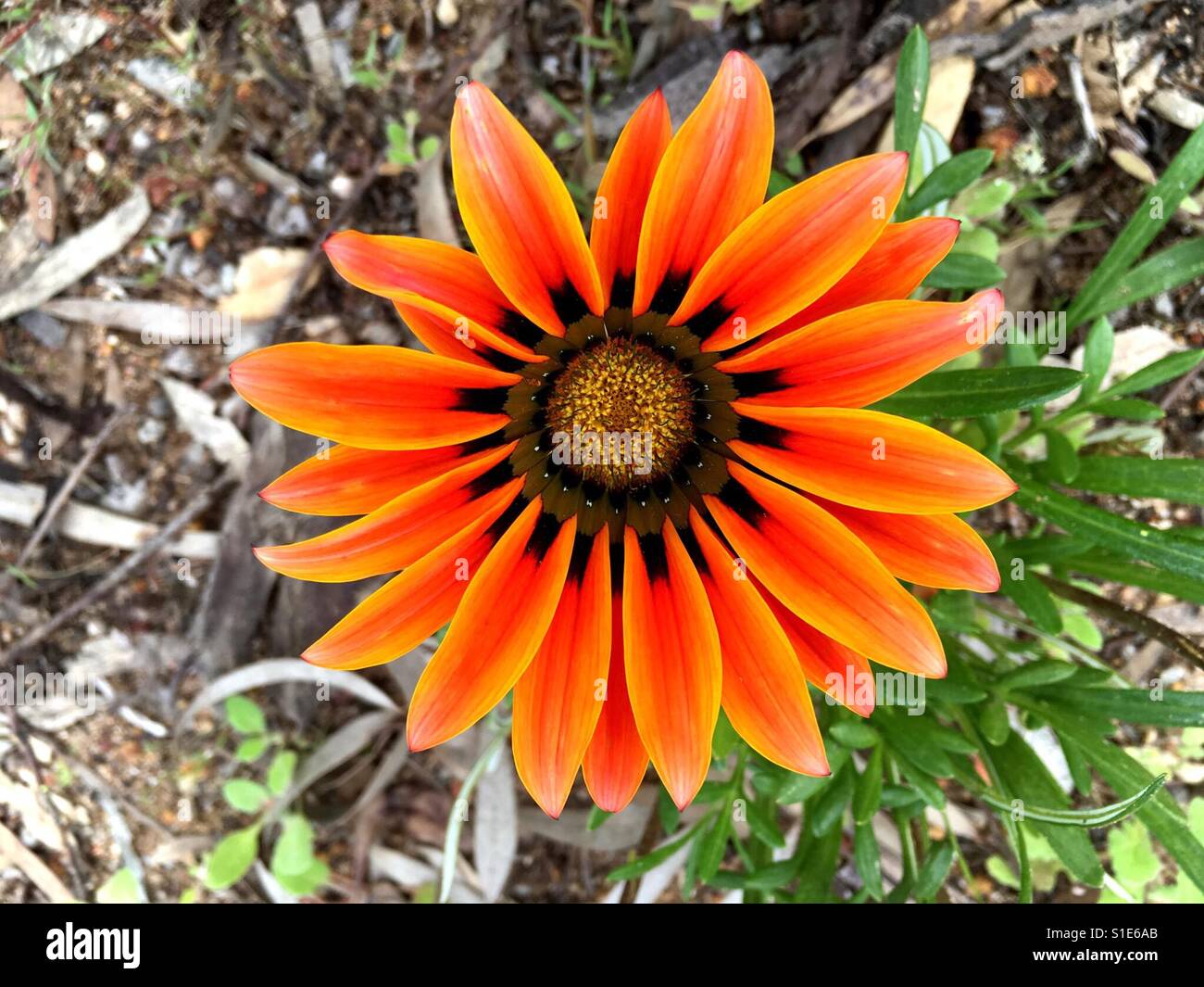 Wild flower western australia hi-res stock photography and images - Alamy