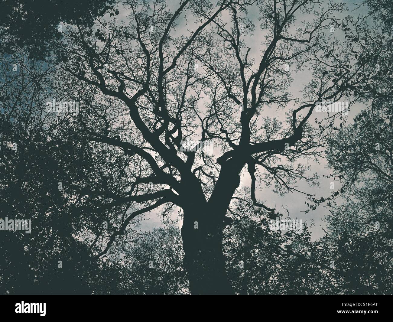 400 years old oak tree hi-res stock photography and images - Alamy