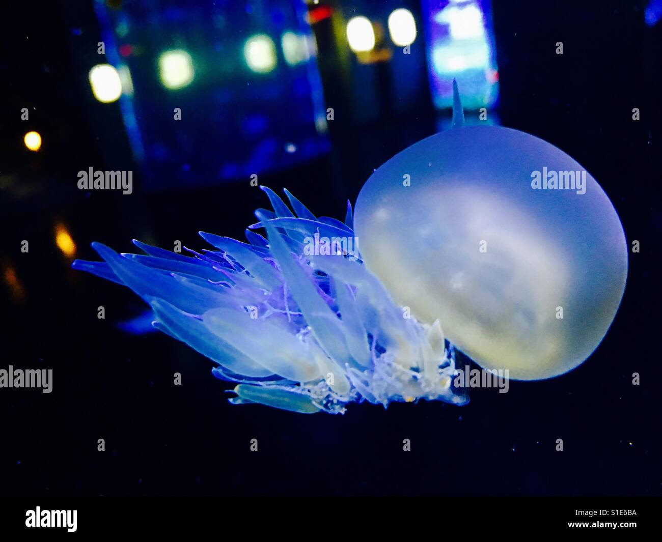 Baby jellyfish hi-res stock photography and images - Alamy
