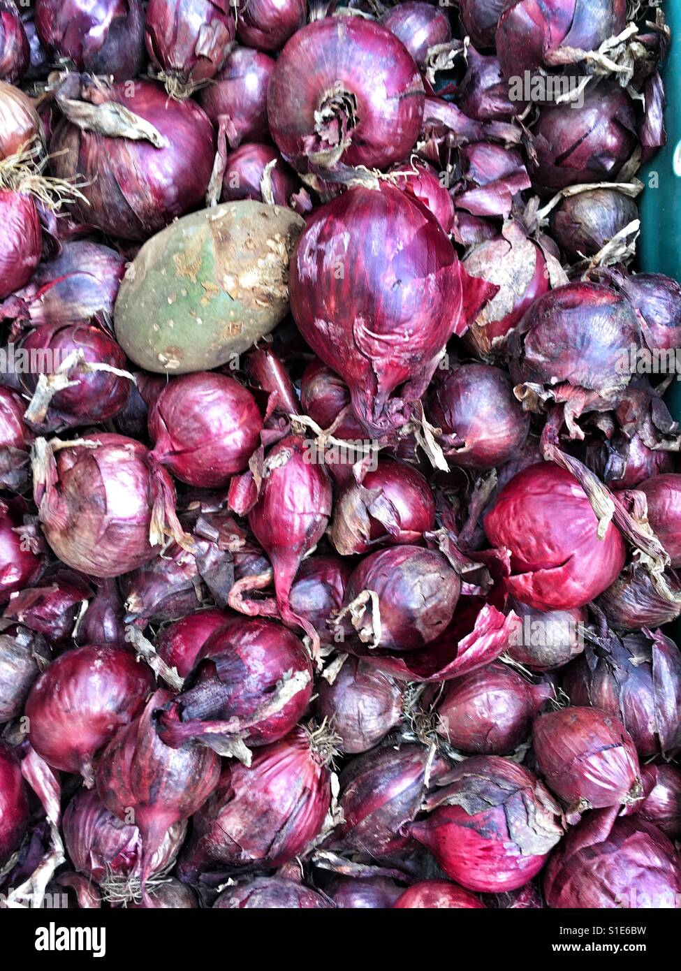 Farming onions hi-res stock photography and images - Alamy