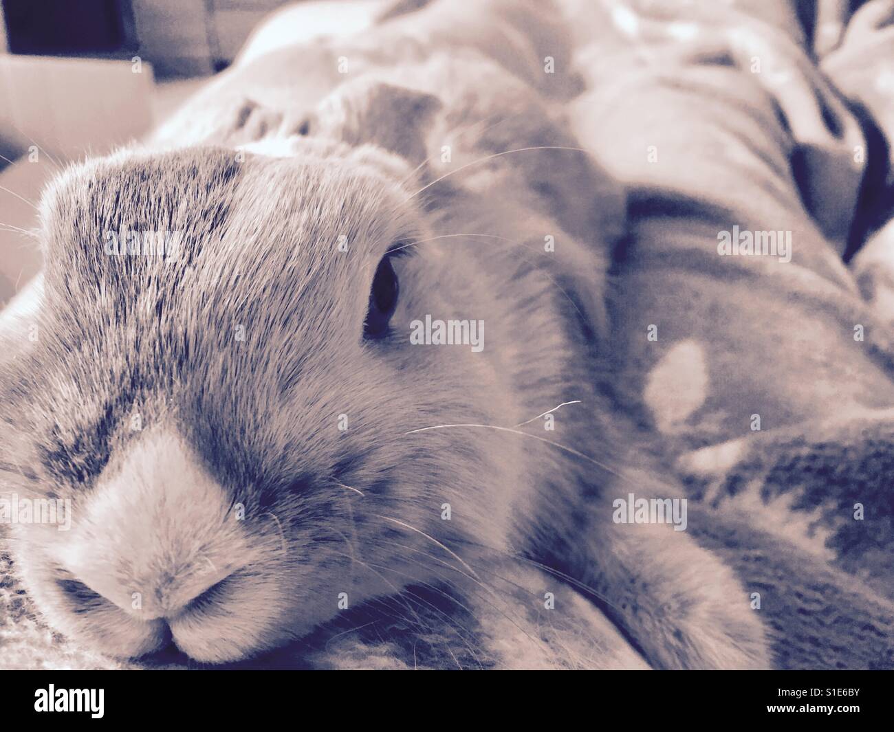 Very relaxed rabbit hi-res stock photography and images - Alamy