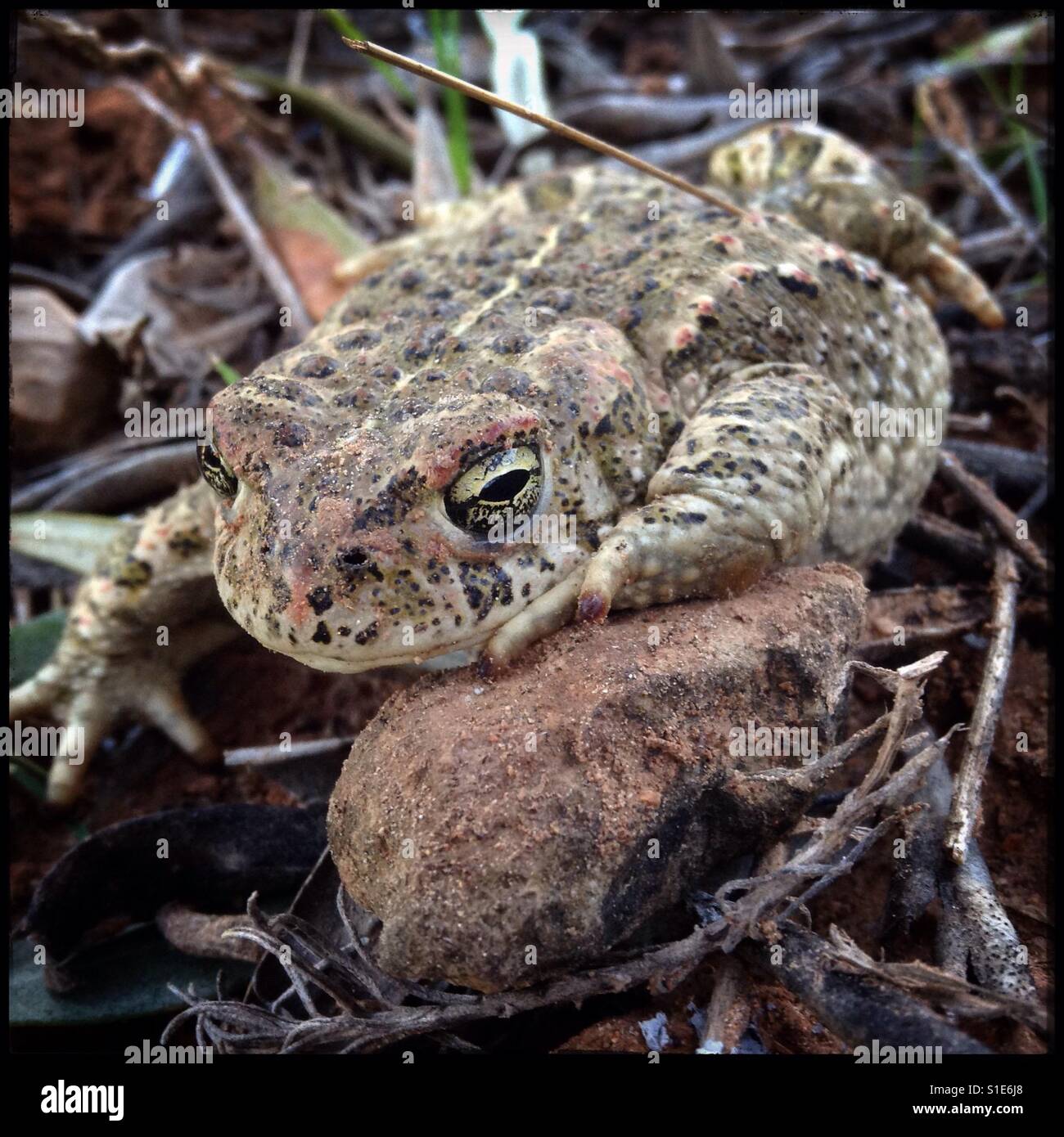 Spanish toad: Sapo corredor (Bufo calamita Stock Photo - Alamy
