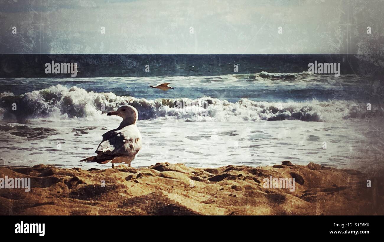 Seagull standing in the sand on beach with other seagulls flying above ...