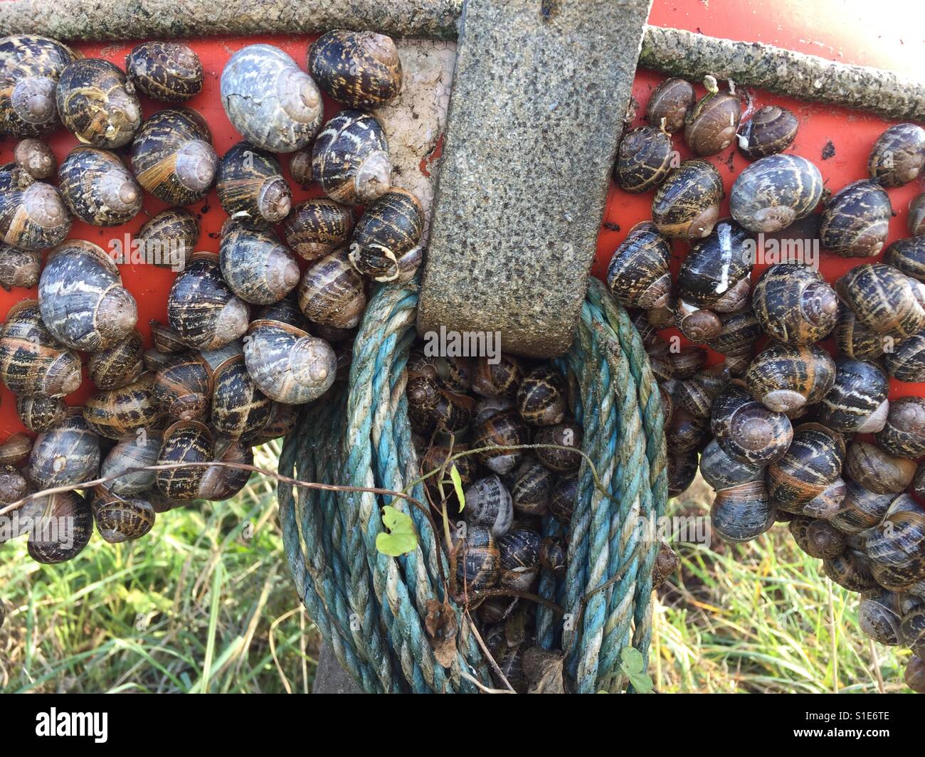 Rope Snail High Resolution Stock Photography and Images - Alamy