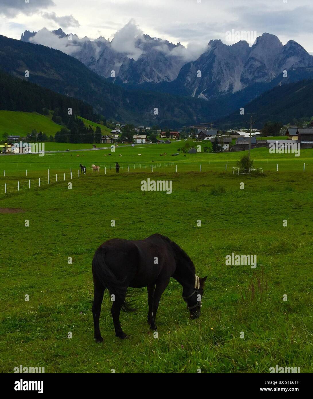 European grazing horse Stock Photo - Alamy
