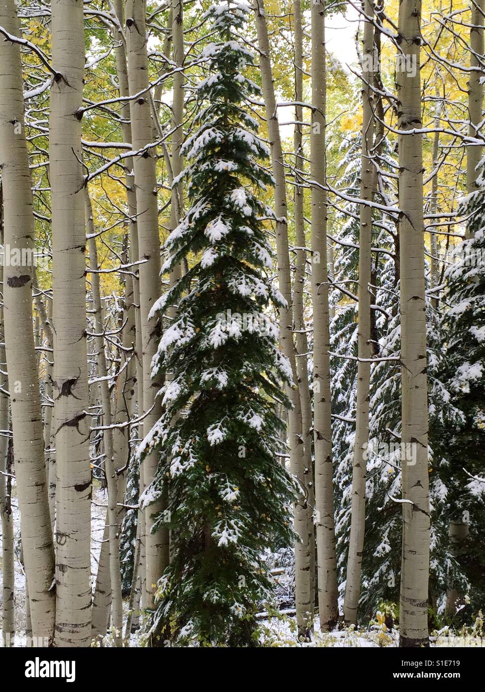 First fall snow Stock Photo - Alamy