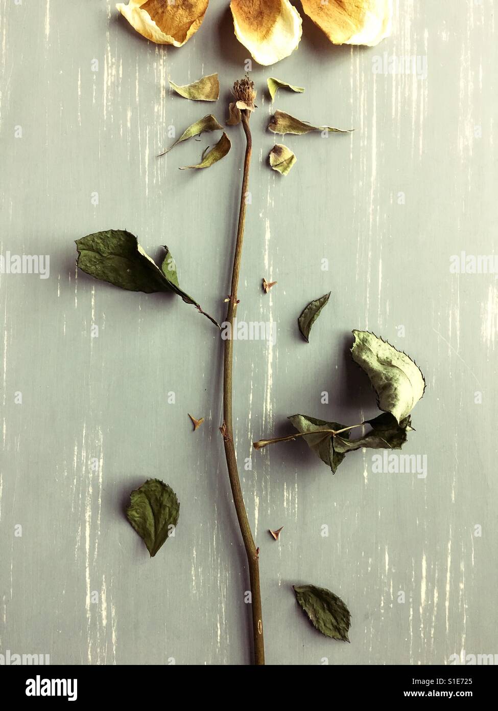 Broken rose stem hi-res stock photography and images - Alamy