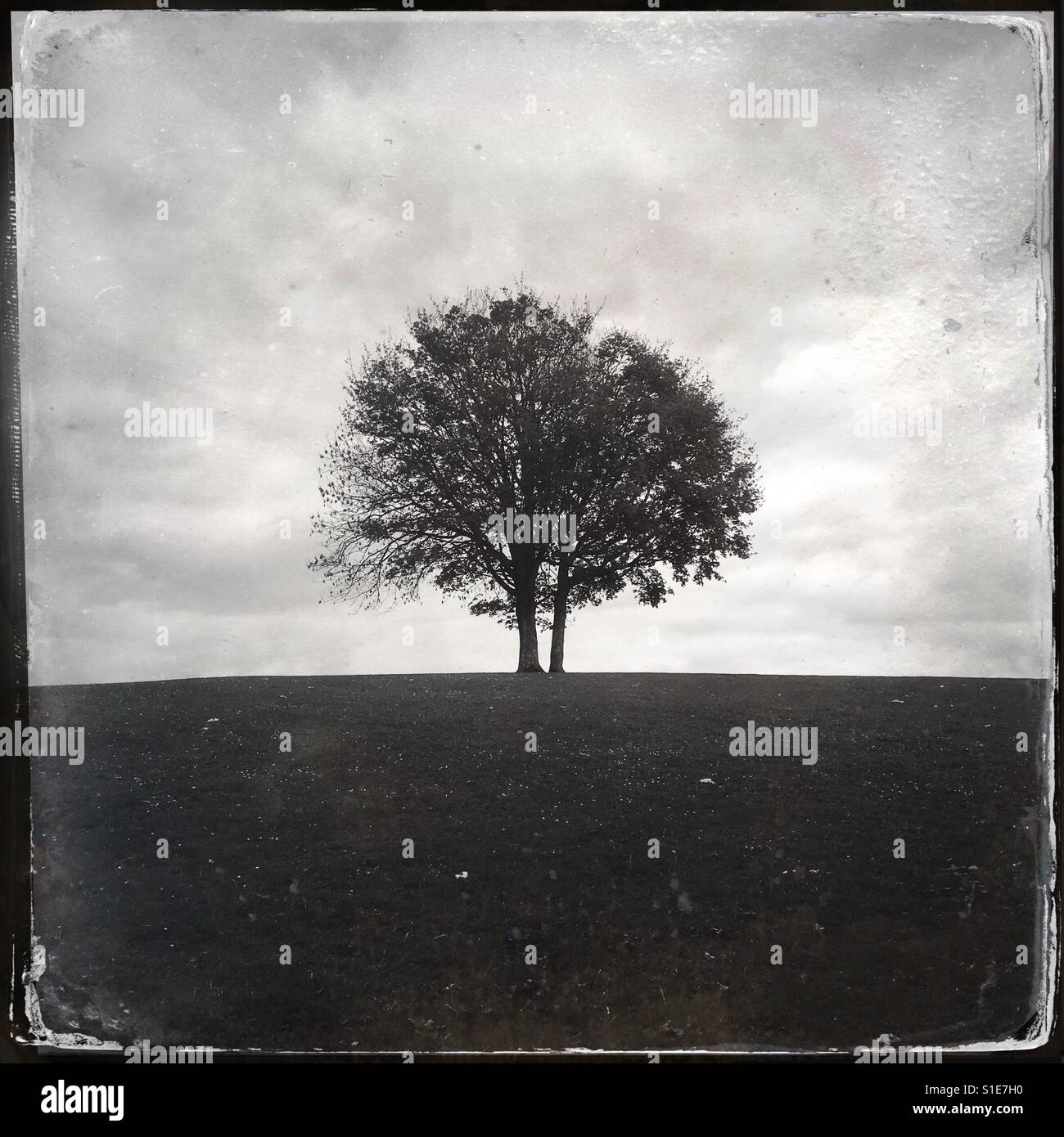 Lonesome tree hi-res stock photography and images - Alamy