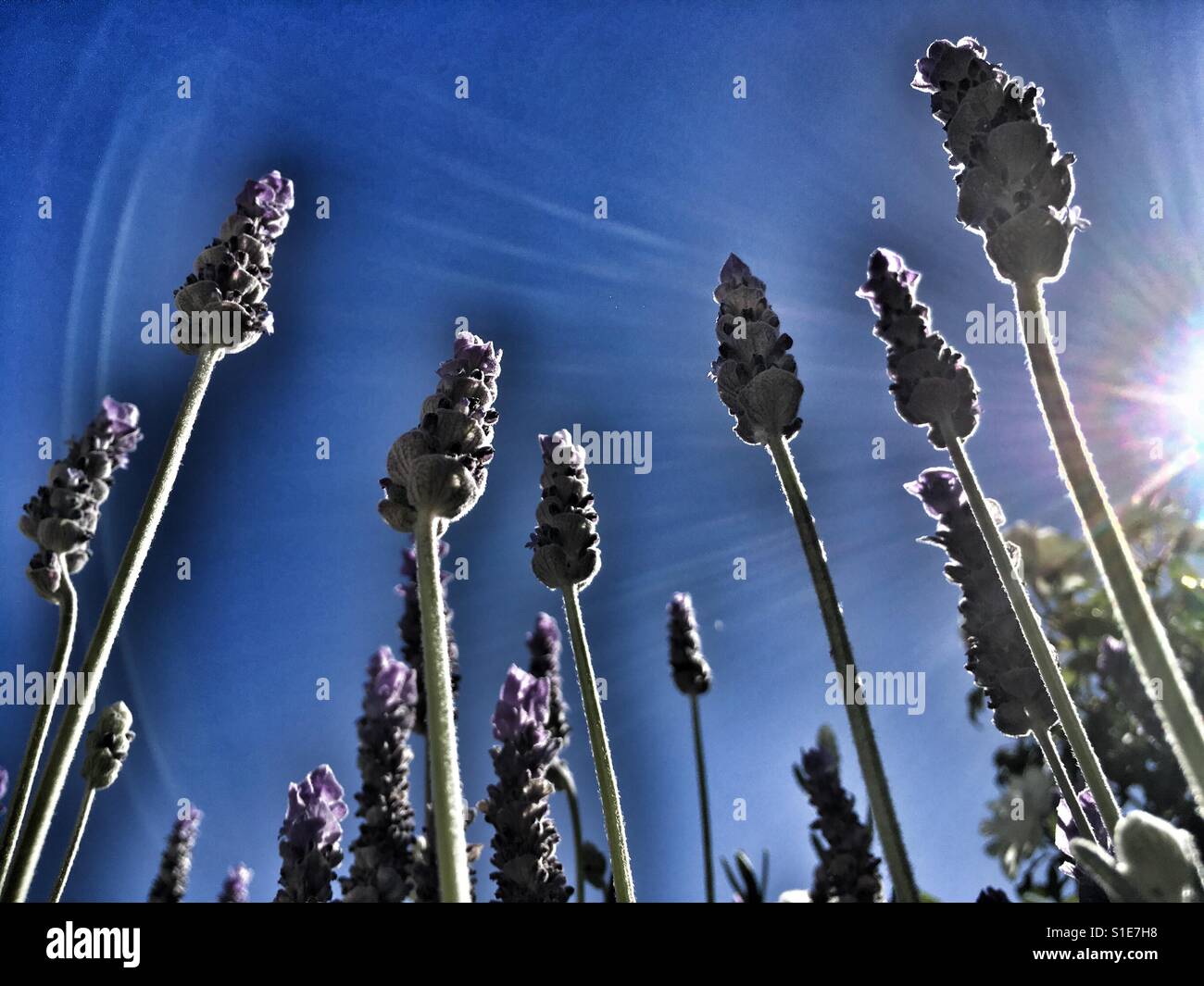 Lavender in sunshine hi-res stock photography and images - Alamy