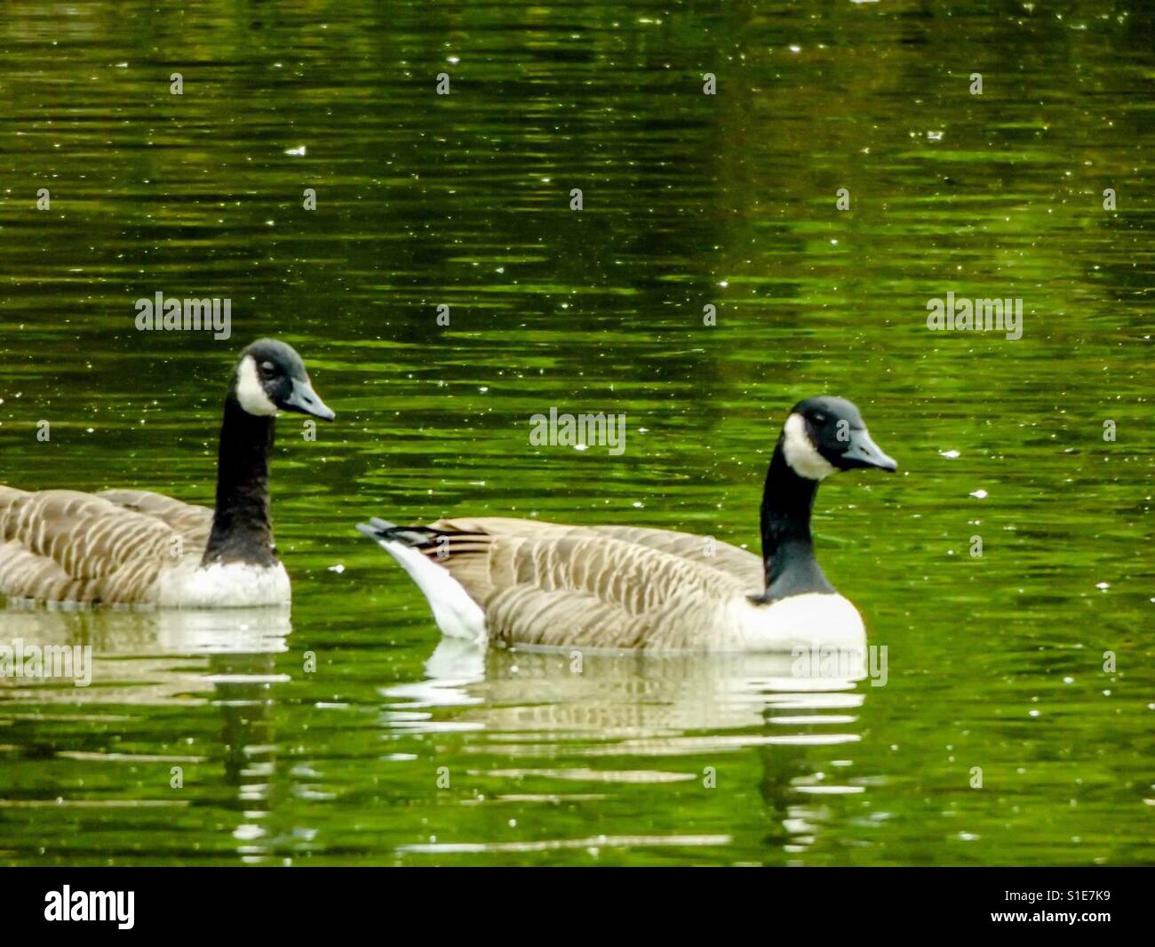 Quacks hi-res stock photography and images - Alamy