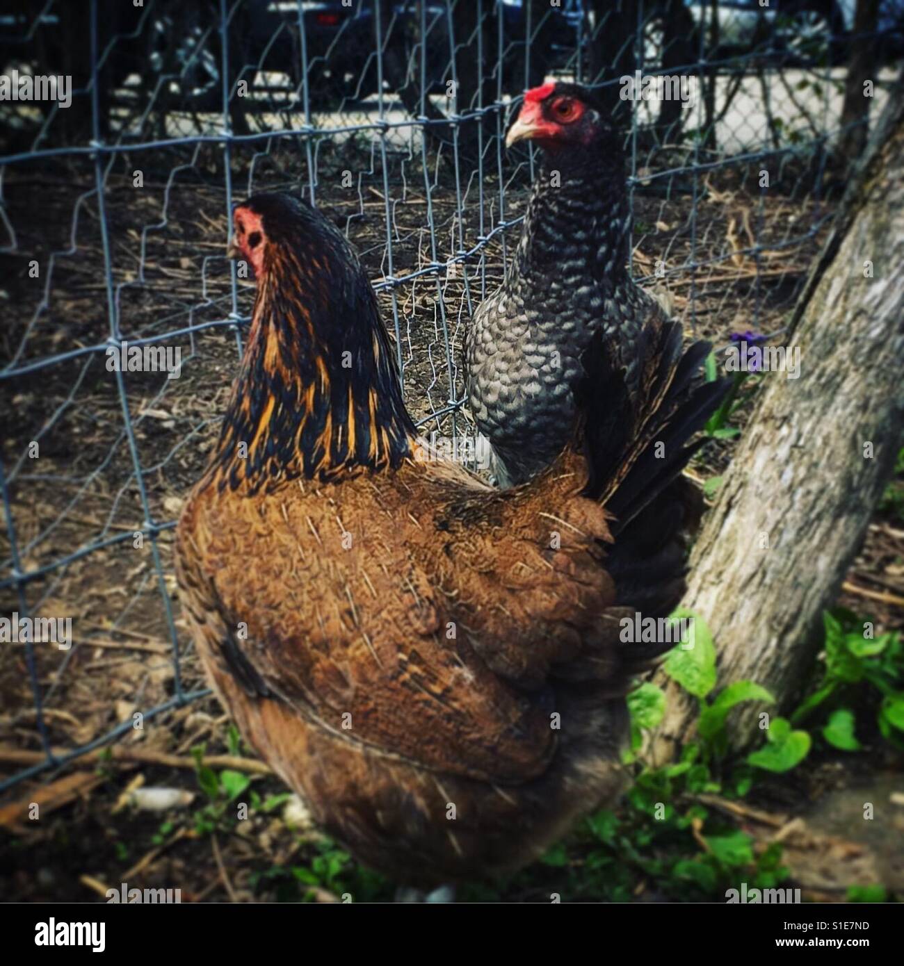 Backyard animals hi-res stock photography and images - Alamy