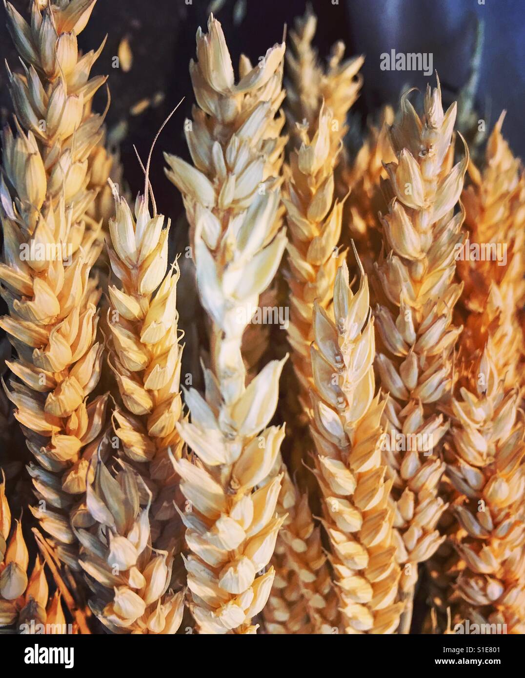Dried corn ears Stock Photo - Alamy