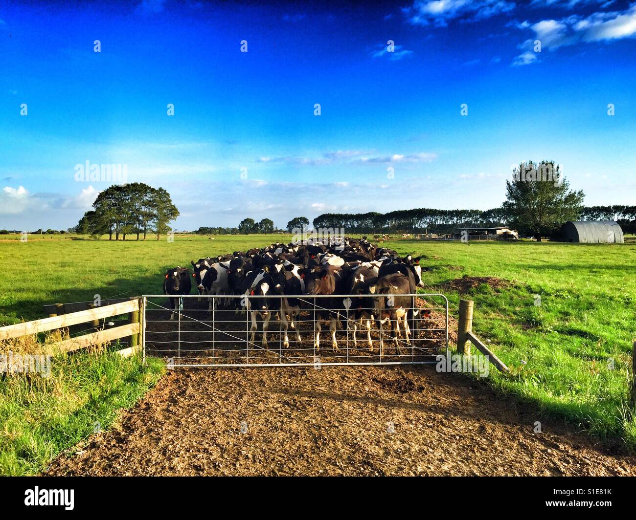 Cows Waiting at the Gate Stock Photo - Alamy