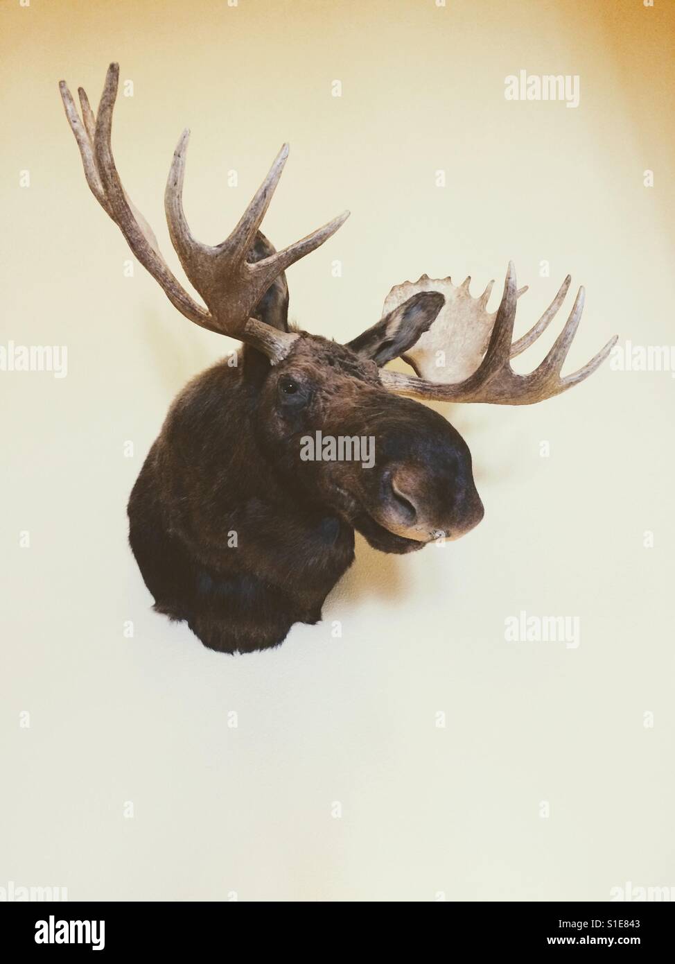 Moose head hi-res stock photography and images - Alamy
