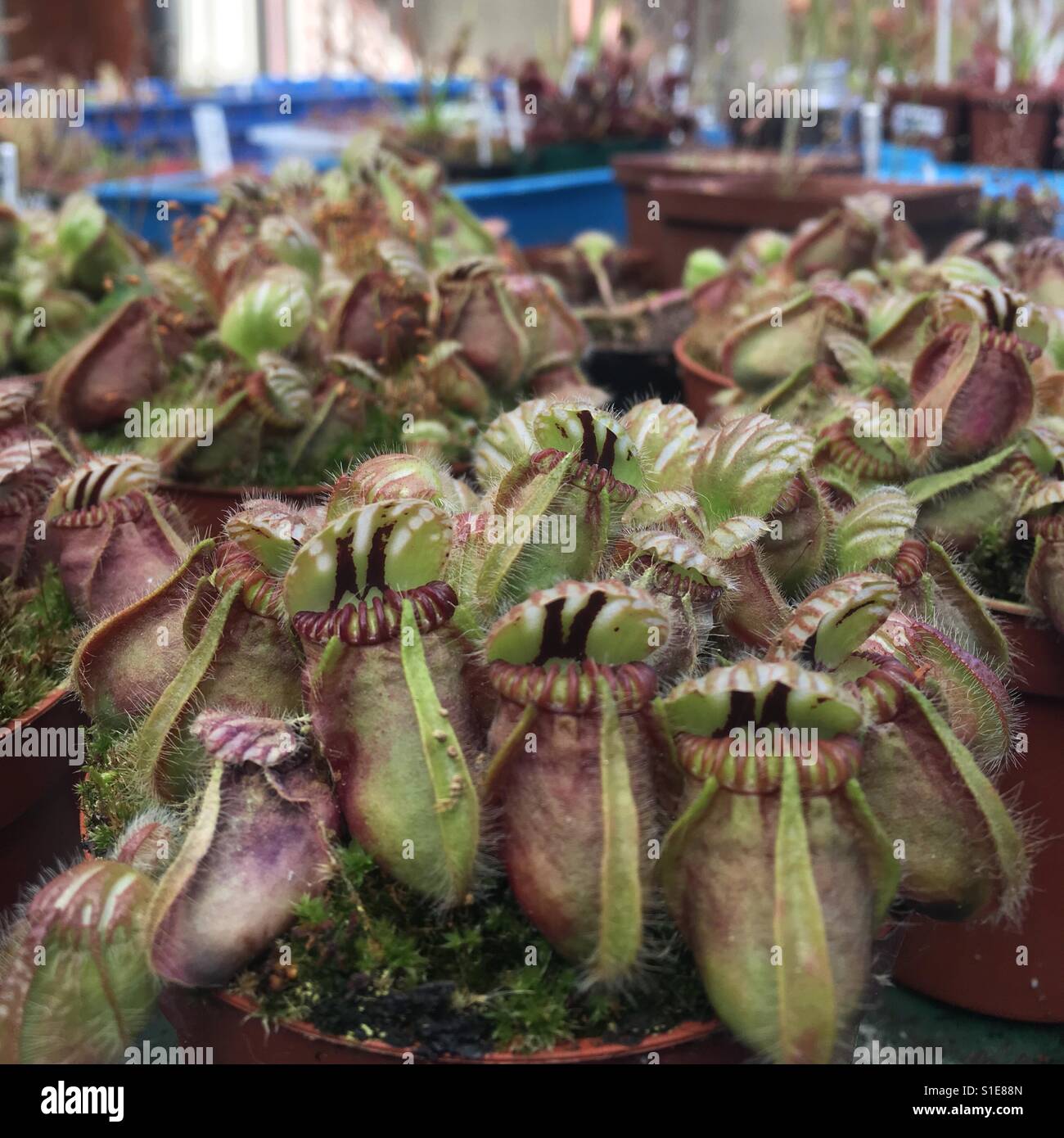 Plant cephalotus follicularis hi-res stock photography and images - Alamy
