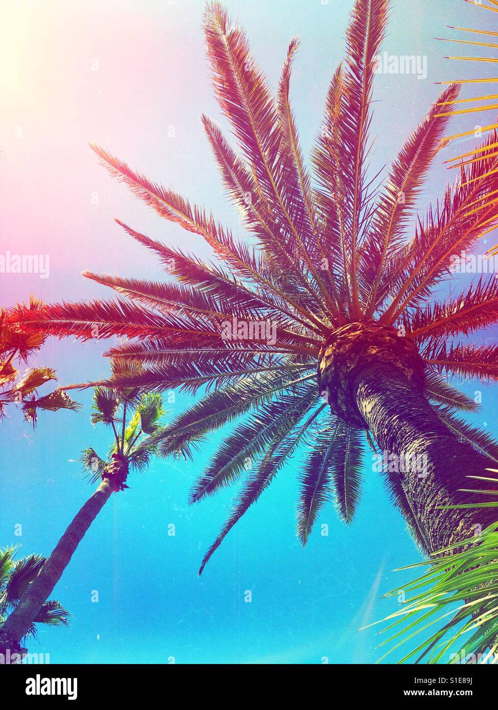 Sunny hot day under palm trees Stock Photo - Alamy