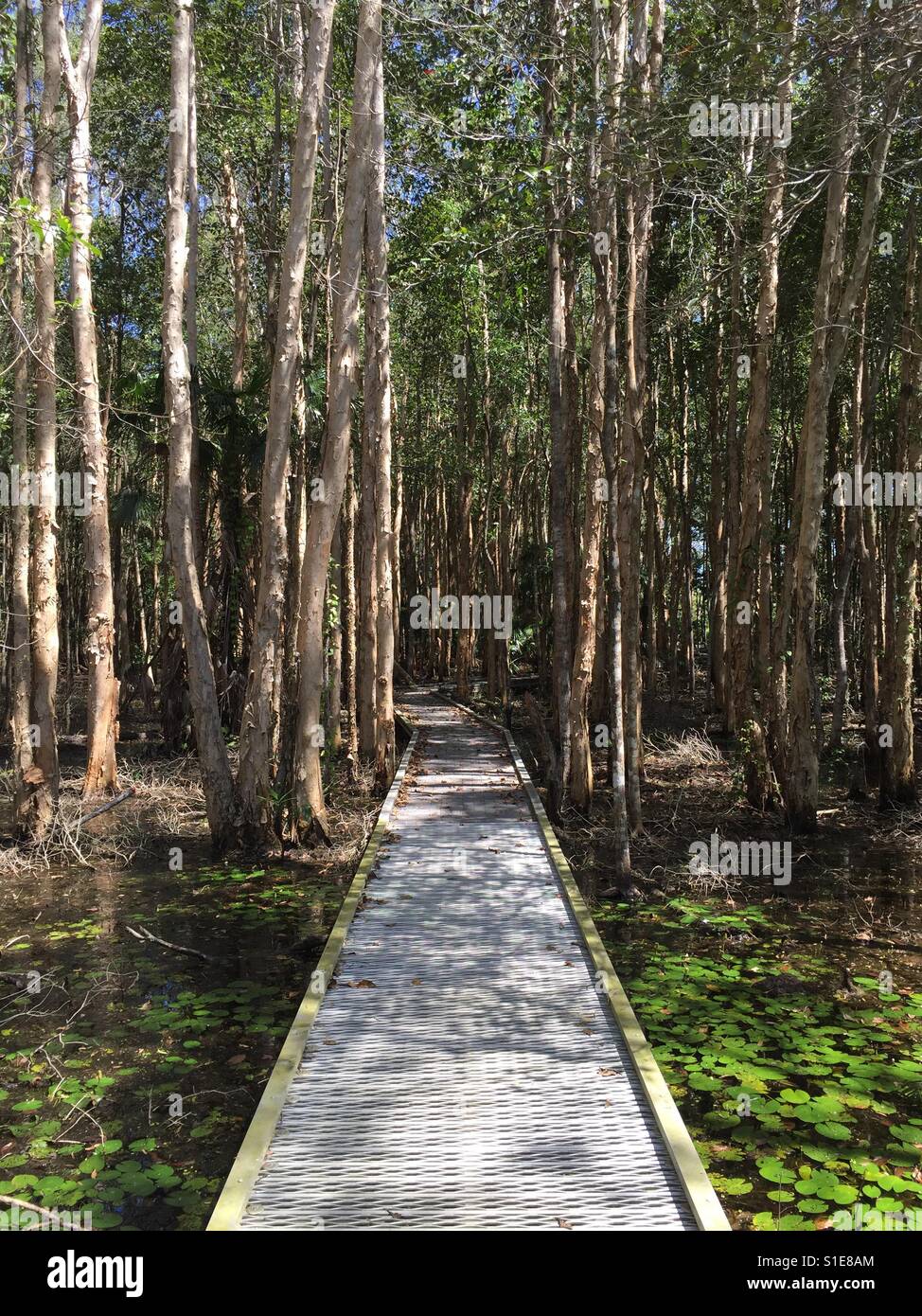 Boardwalk into woodlands Northern Territory Stock Photo - Alamy