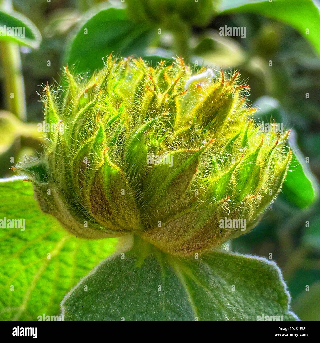 Phlomis russeliana garden hi-res stock photography and images - Alamy