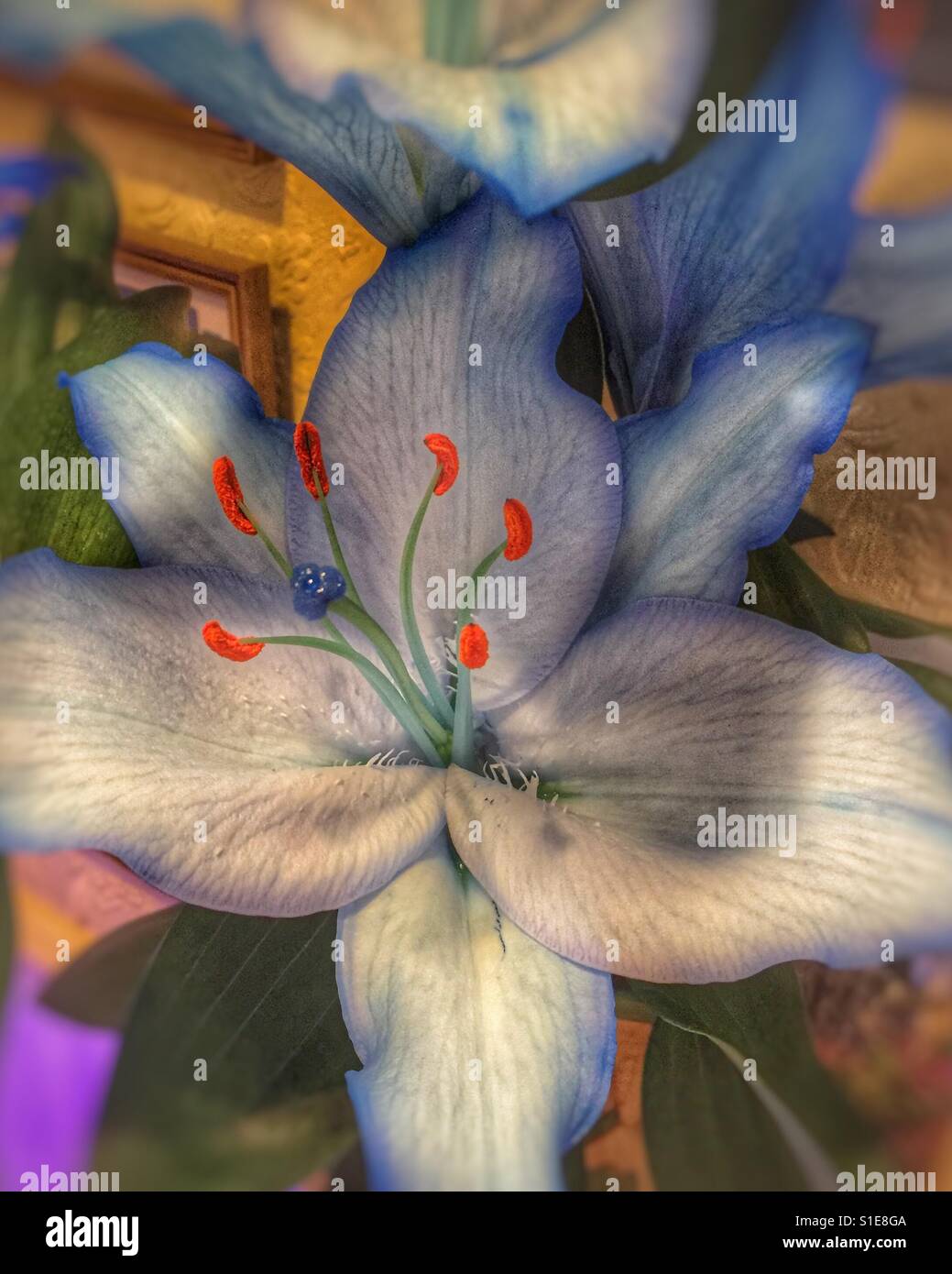 Blue lilies hi-res stock photography and images - Alamy