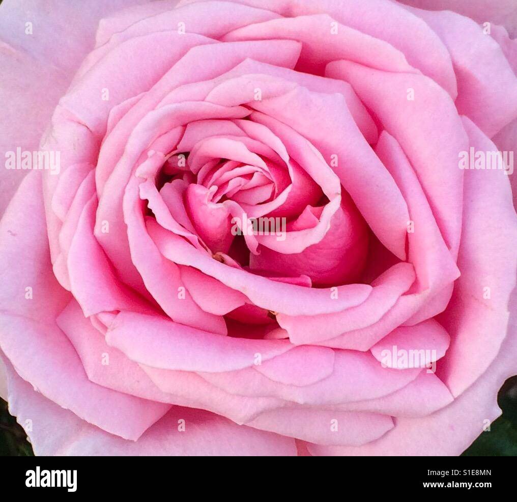 Rose by the river Stock Photo - Alamy