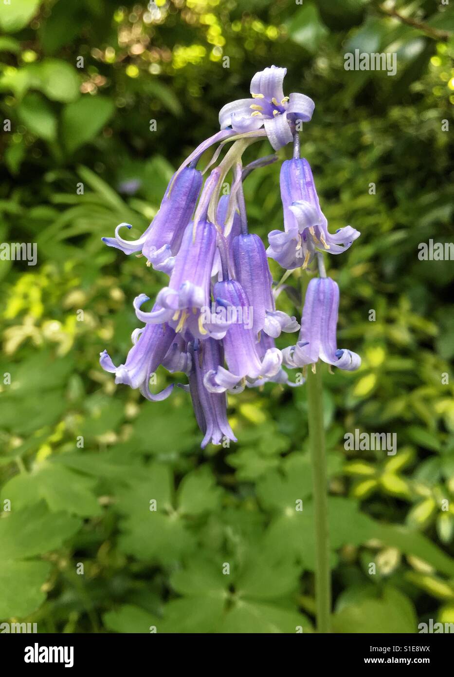 Bluebell shape hi-res stock photography and images - Alamy