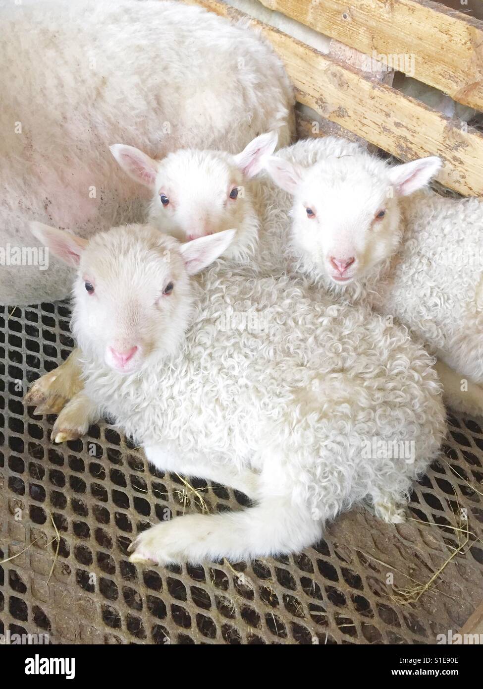 Three lambs babies hi-res stock photography and images - Alamy